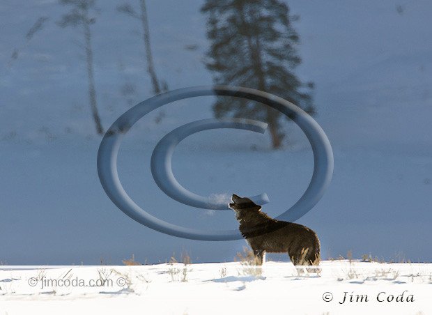 Season's Greetings from Yellowstone National Park