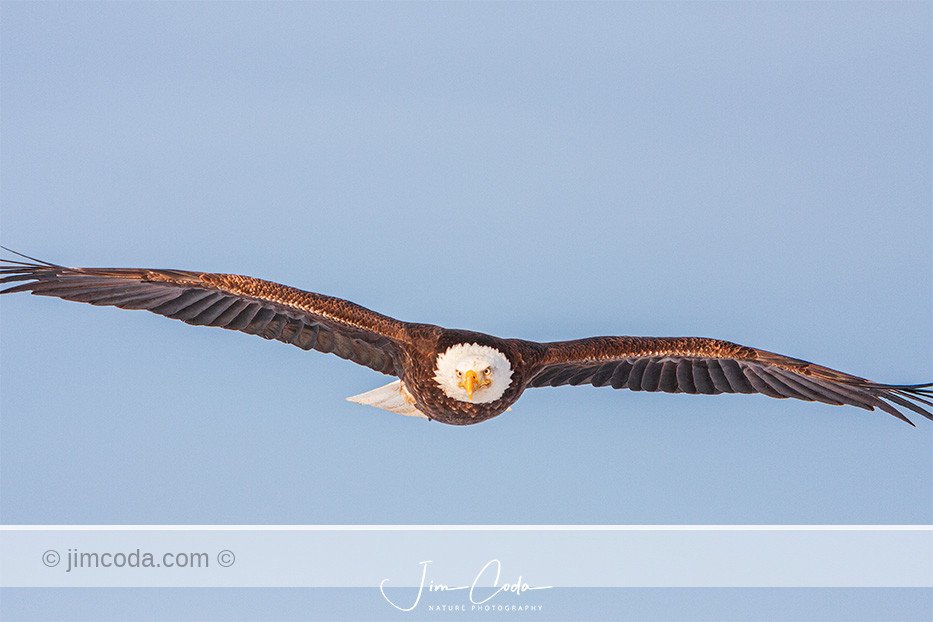 Bald Eagle with Clipped Wings, Alaska